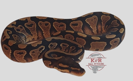 Asphalt Or Yellow Belly Ball Python by K&R Ball Pythons