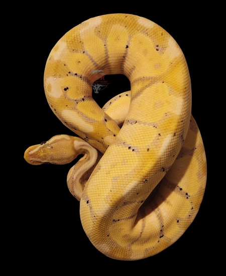 Banana Pastel Hypo Ball Python by K&R Ball Pythons