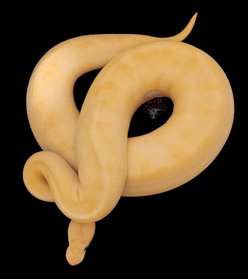 Banana Spider Freeway Ball Python by K&R Ball Pythons