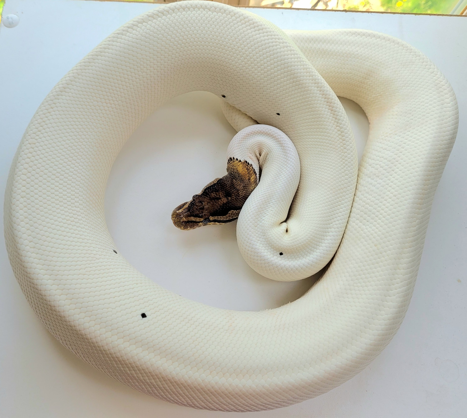 HRA Piebald PB Ball Python by Artistic Exotics - MorphMarket
