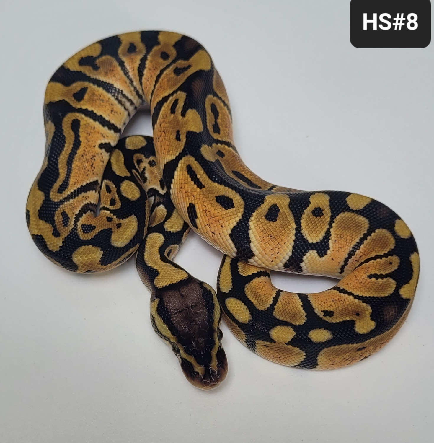 Pastel Het Piebald Ball Python by Artistic Exotics - MorphMarket