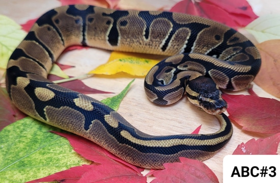 Pos Het Lavender Albino/Hypo/Piebald Ball Python by Artistic Exotics