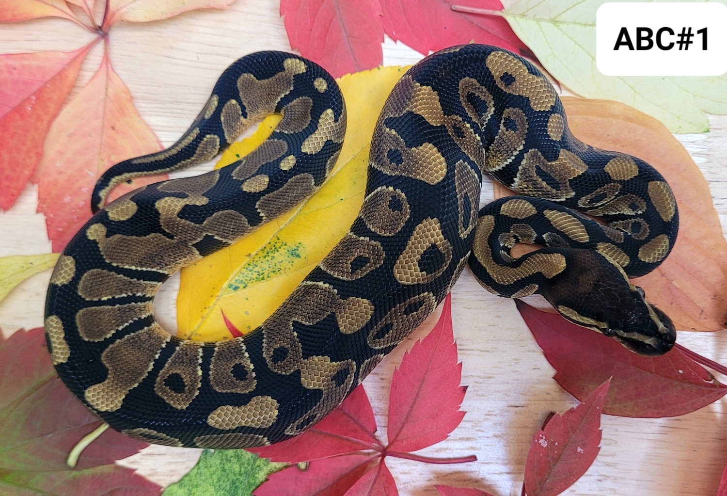 Pos Het Lavender Albino/Hypo/Piebald Ball Python by Artistic Exotics ...