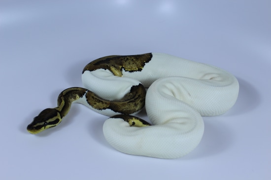 Pastel Pied Het Hypo Ball Python by Hydra
