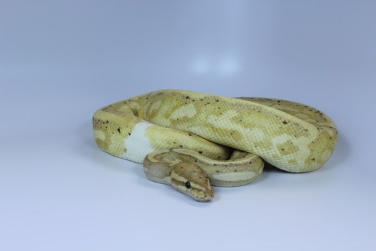 Banana Pied Breeder Male Ball Python by Hydra