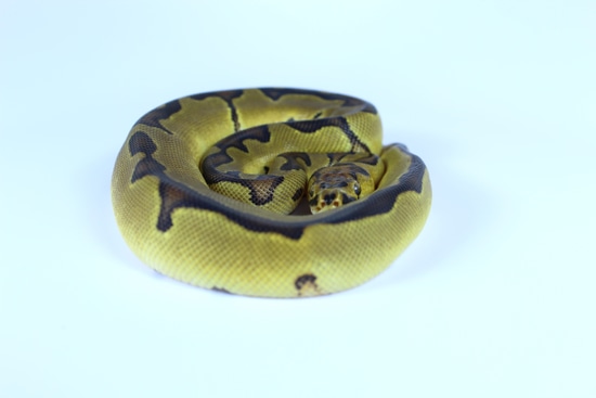 Enchi Leopard Clown Female Ball Python by Hydra