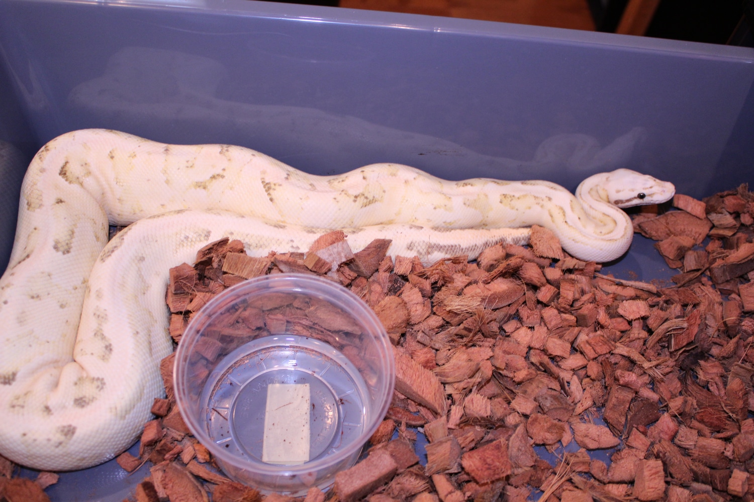 Vanilla Scream Ball Python by H&E Morphs - MorphMarket
