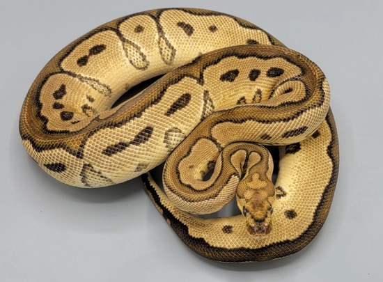 Red Stripe Yellow Belly Clown Ball Python by Hydra