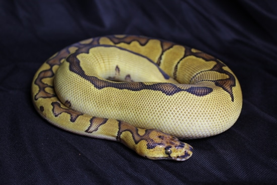 Enchi Leopard Clown Ball Python by Hydra