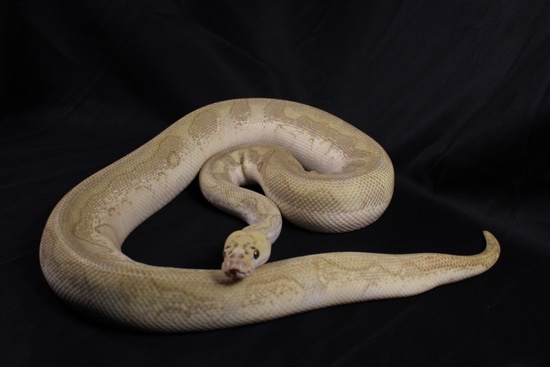 Enchi Lesser Pastel Clown Ball Python by Hydra