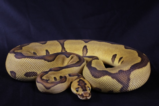 Enchi Yellow Belly Red Stripe Leopard Clown Ball Python by Hydra