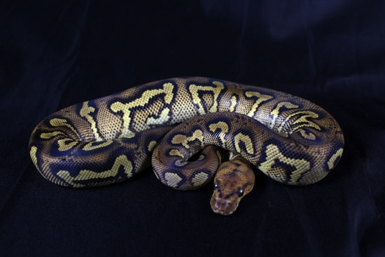 Stranger Yellow Belly Clown Ball Python by H&E Morphs
