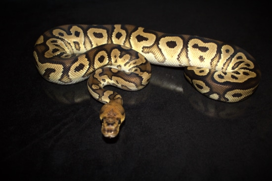 Cypress Clown Ball Python by Hydra
