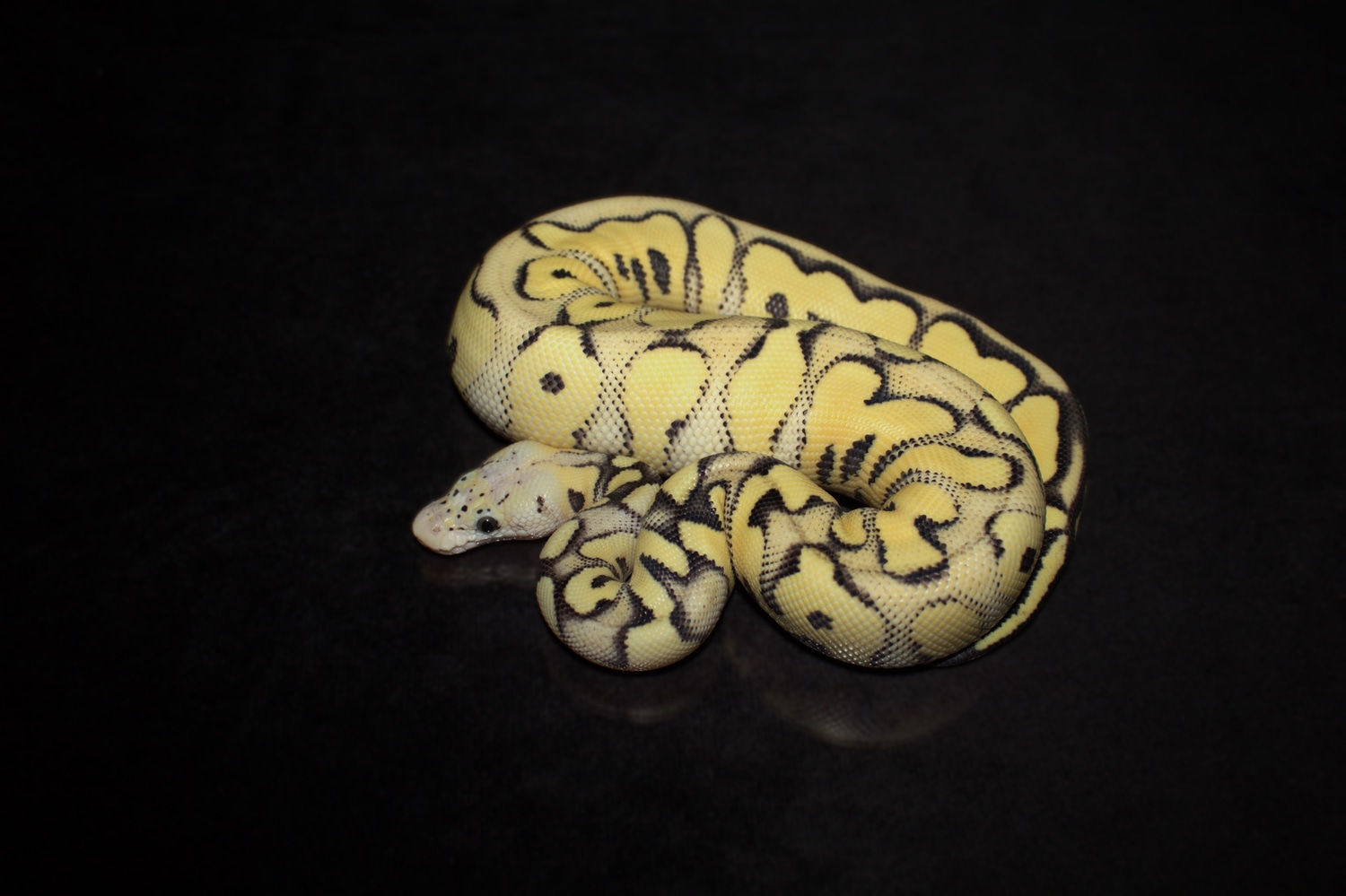 Hydra's Collection - MorphMarket