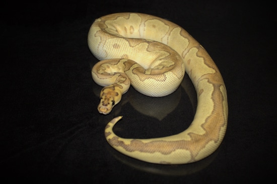 Enchi Fire Special Clown Ball Python by Hydra