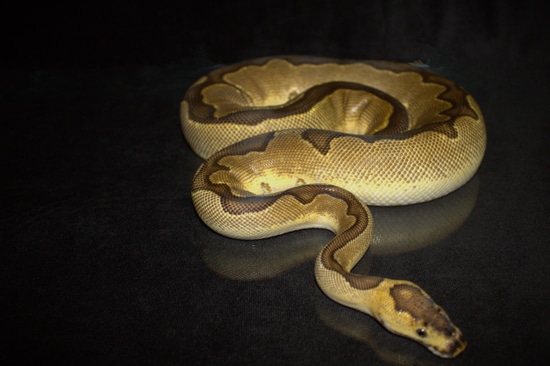 Enchi Vanilla Clown Ball Python by Hydra