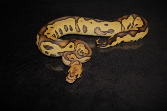 Fire Leopard Hurricane Clown Ball Python by Hydra