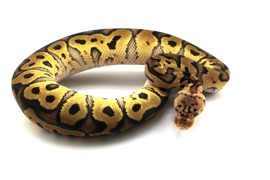 Pastel Clown Het Sunset Ball Python by Hydra