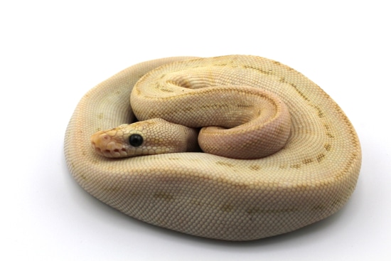Enchi (RS) (YB) Bamboo Batman Ball Python by Hydra