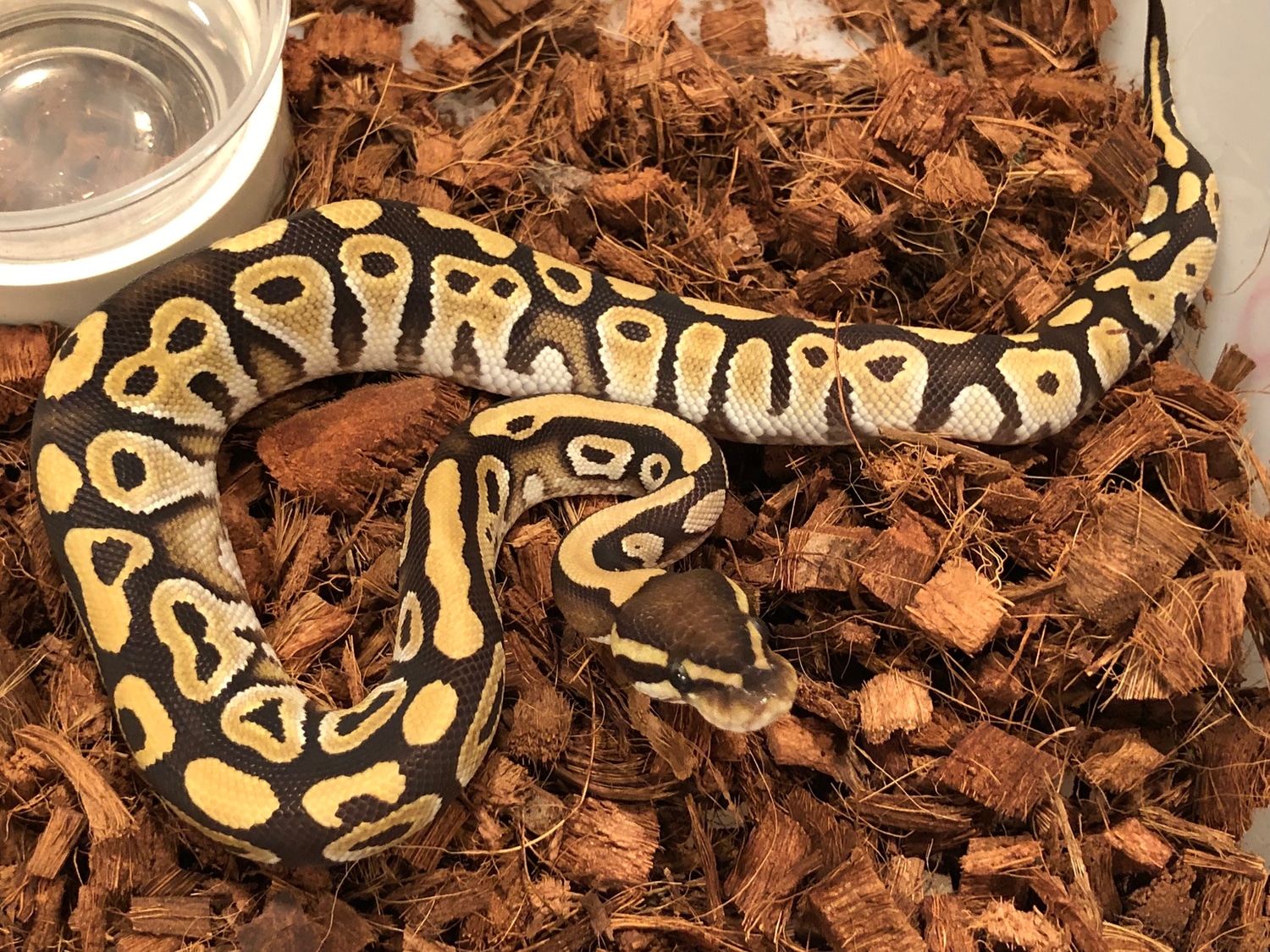 Mojave Het Ultramel 50% Het Hypo Ball Python by Rico's Reptiles ...