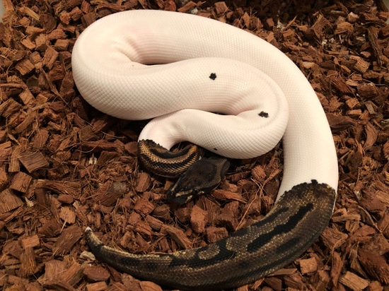 Pied (High White) Ball Python by Rico's Reptiles