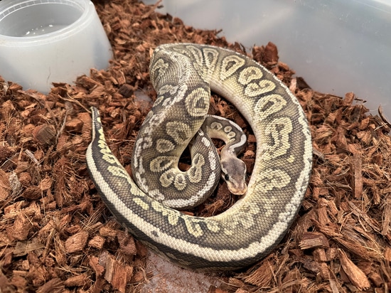 Black Pewter Ghost Ball Python by Rico's Reptiles
