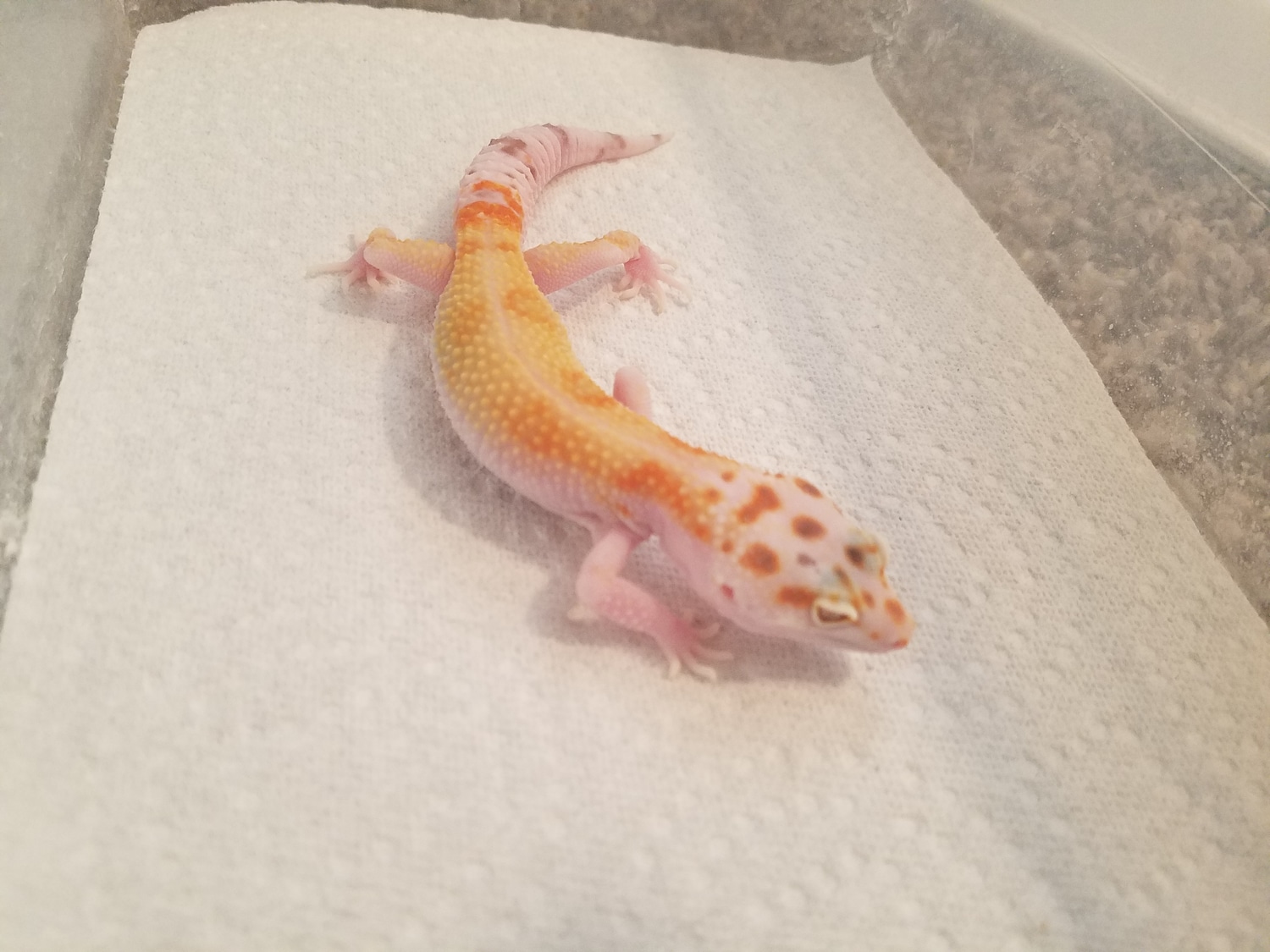 White And Yellow Bell Albino Leopard Gecko by Ridge Line Geckos ...