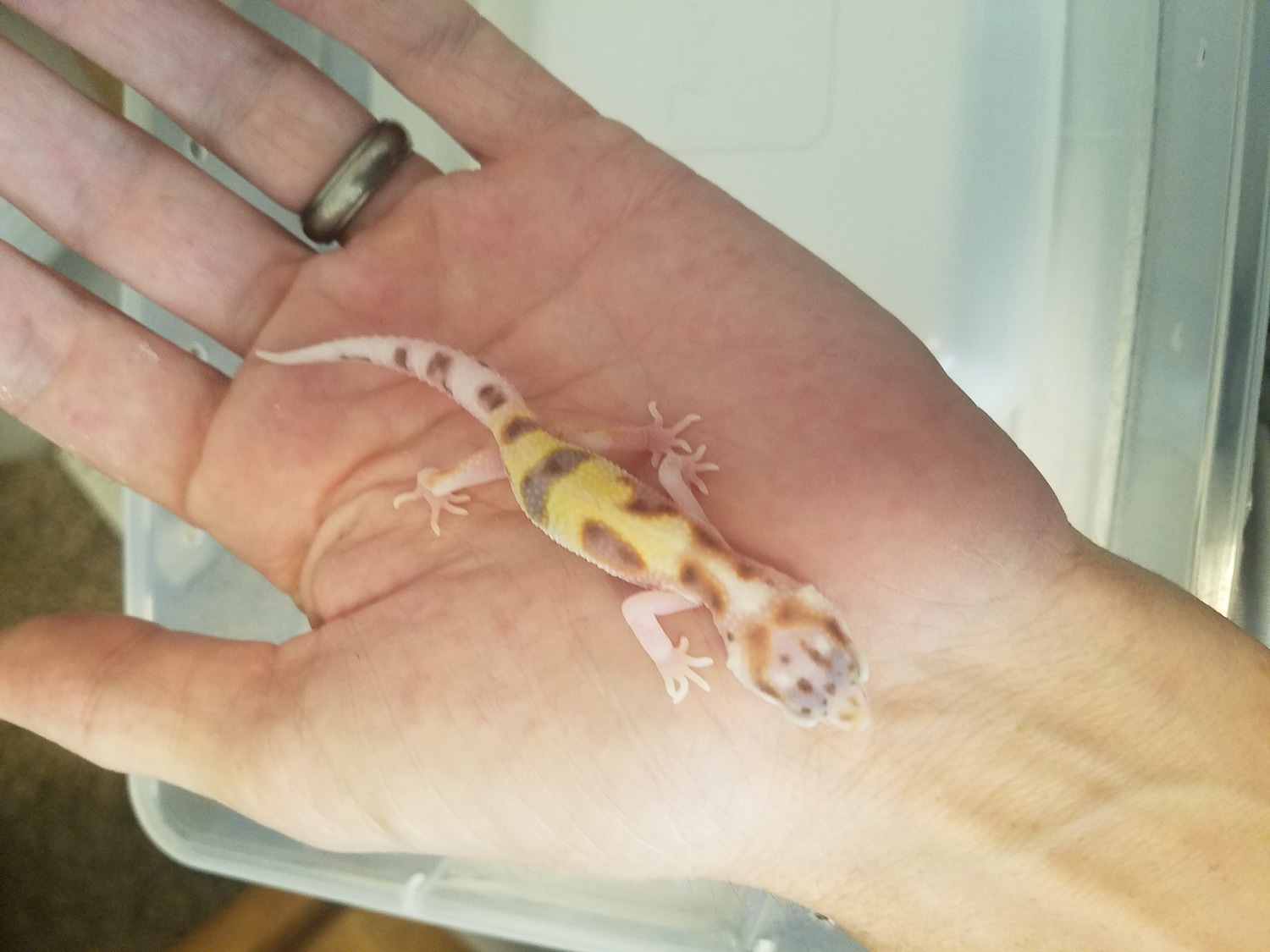 White & Yellow Bell Albino Leopard Gecko by Ridge Line Geckos - MorphMarket