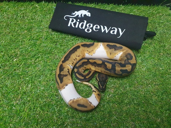 Pied #1 Ball Python by Ridgeway Exotics