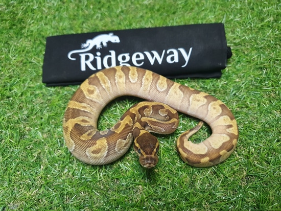 Mojave (Super) Enchi (Odium) Poss Het Ghost Ball Python by Ridgeway Exotics