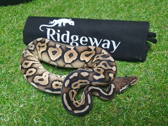 Pewter Het Ghost #2 Ball Python by Ridgeway Exotics
