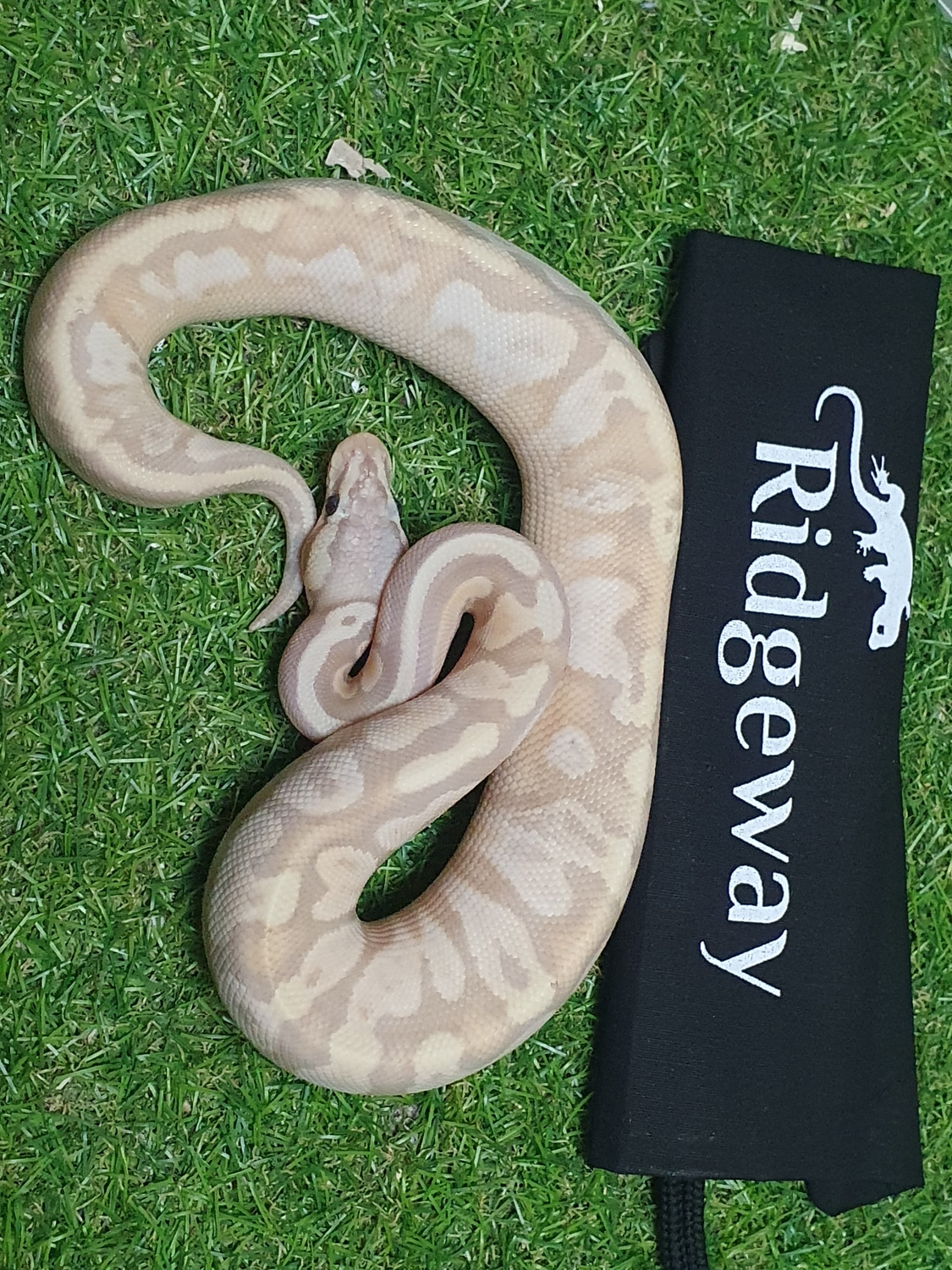 Coral Glow Black Pastel Sugar Poss HRA Het Ghost Ball Python by Ridgeway Exotics - MorphMarket