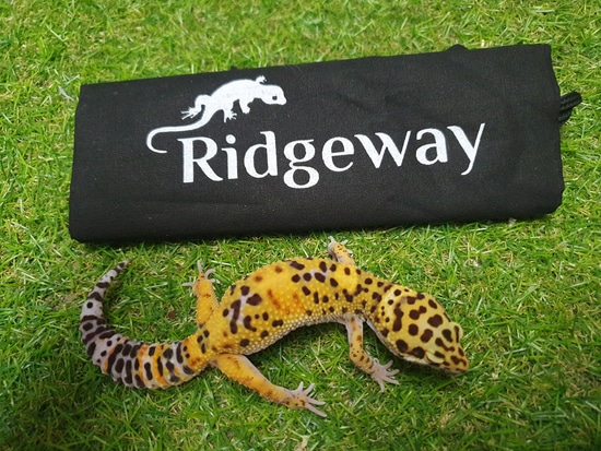 Lavender Leopard Gecko by Ridgeway Exotics