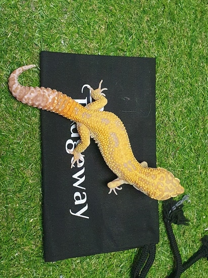 HC Tremper Leopard Gecko by Ridgeway Exotics
