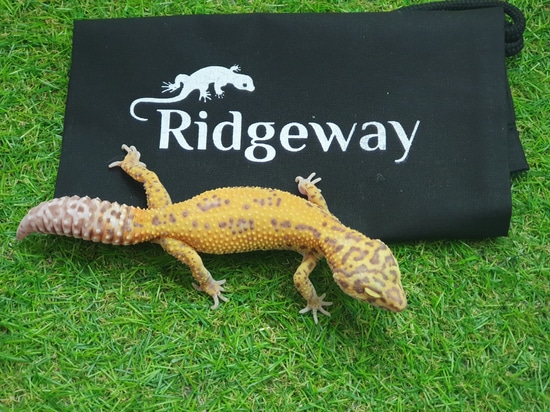 Tangerine Tremper Leopard Gecko by Ridgeway Exotics