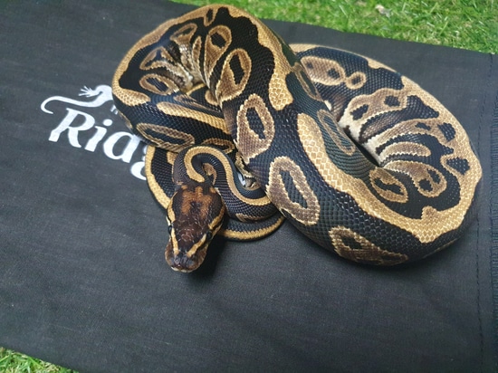Leopard Special Ball Python by Ridgeway Exotics
