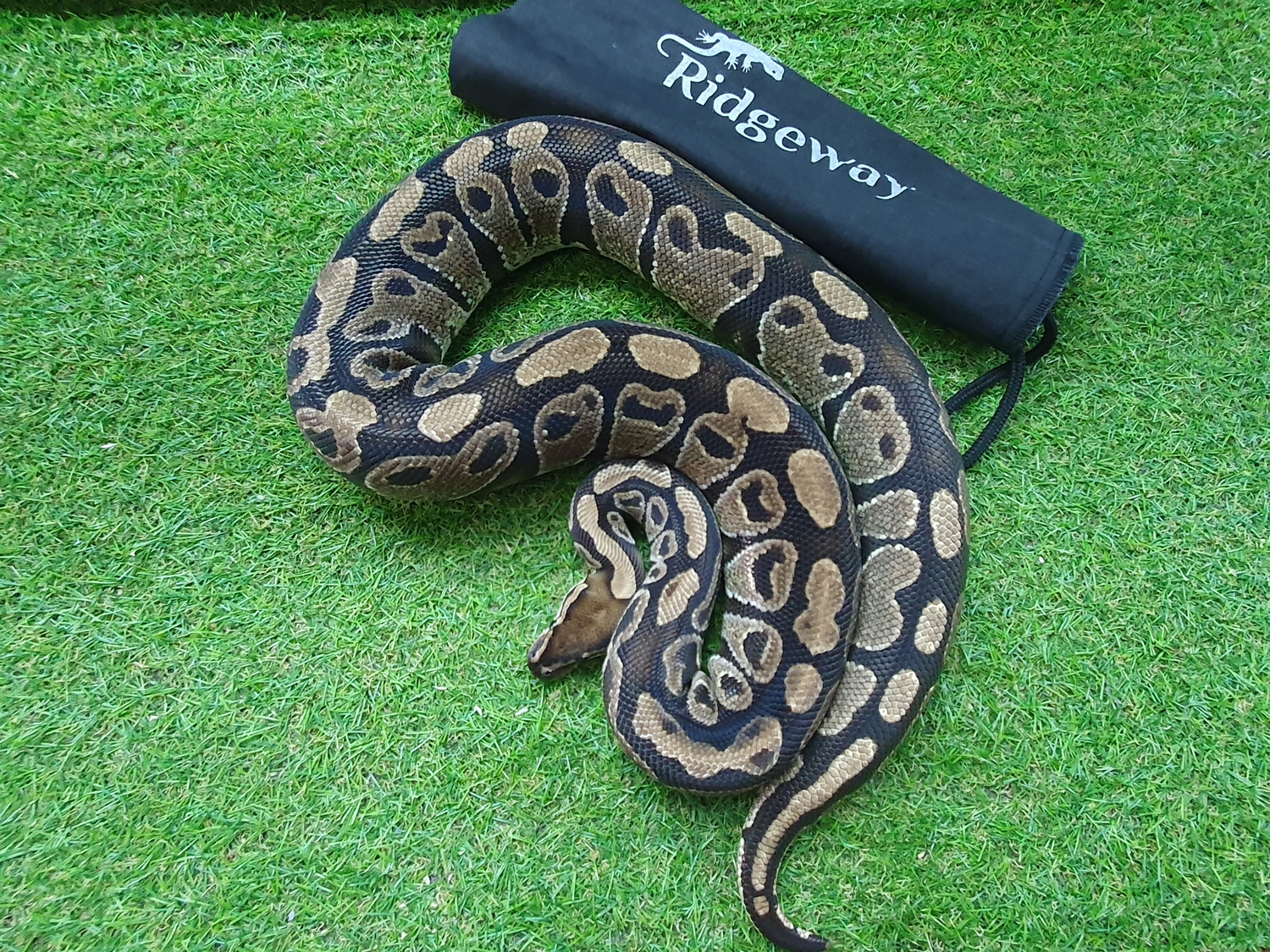 Het Lavender Albino Ball Python by Ridgeway Exotics - MorphMarket