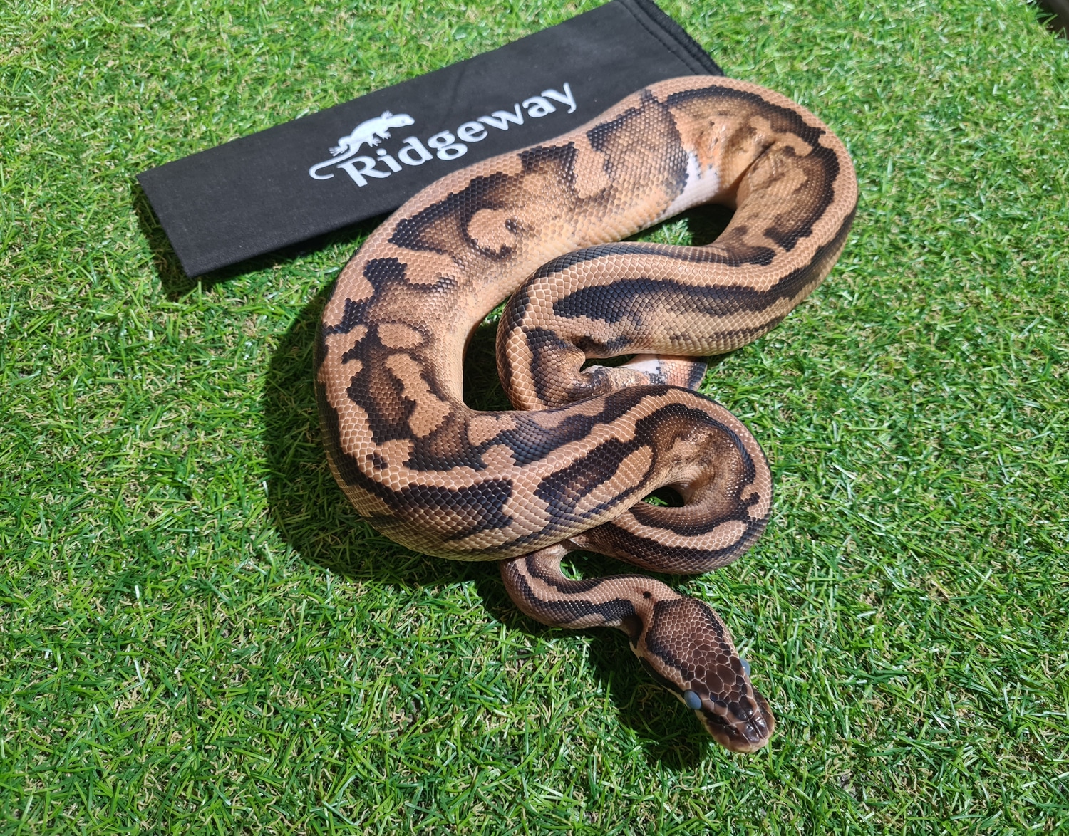 Pastel Pied Ball Python by Ridgeway Exotics - MorphMarket