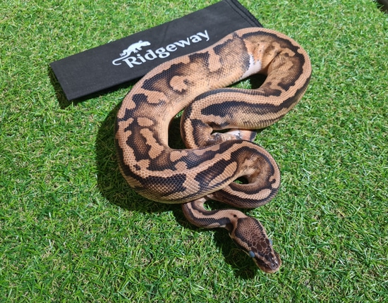 Pastel Pied Ball Python by Ridgeway Exotics