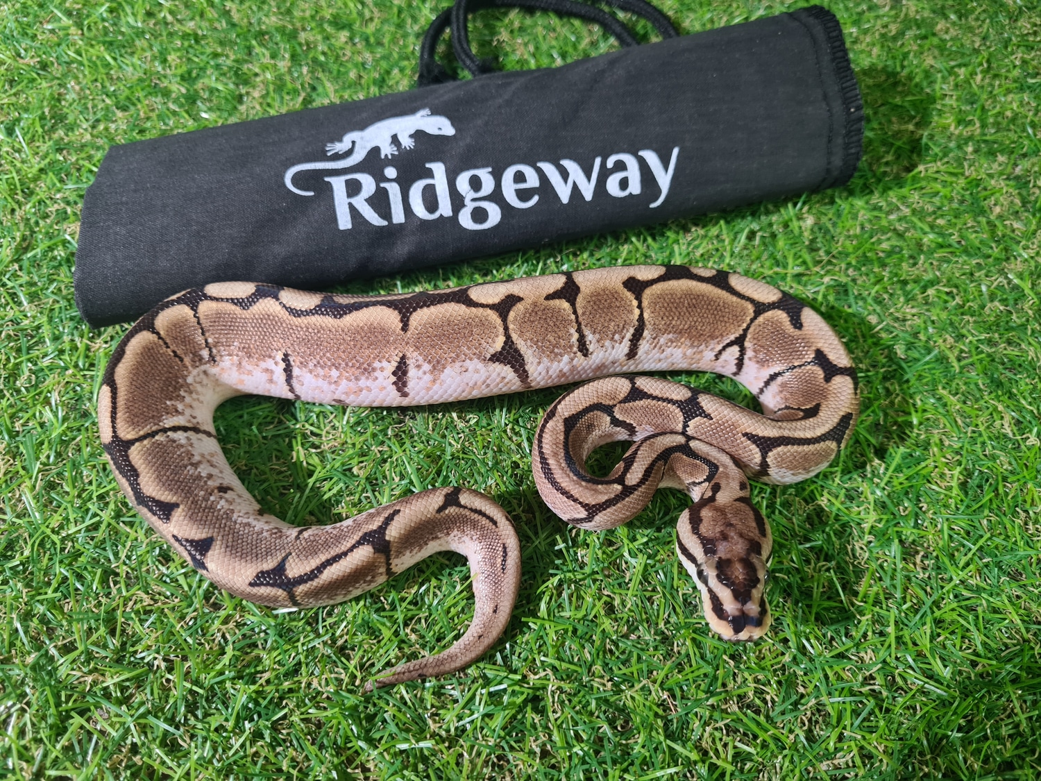 Spider Th TSK Axanthic OG Pied Ball Python by Ridgeway Exotics ...