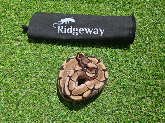 Spider Th TSK Axanthic OG Pied Ball Python by Ridgeway Exotics