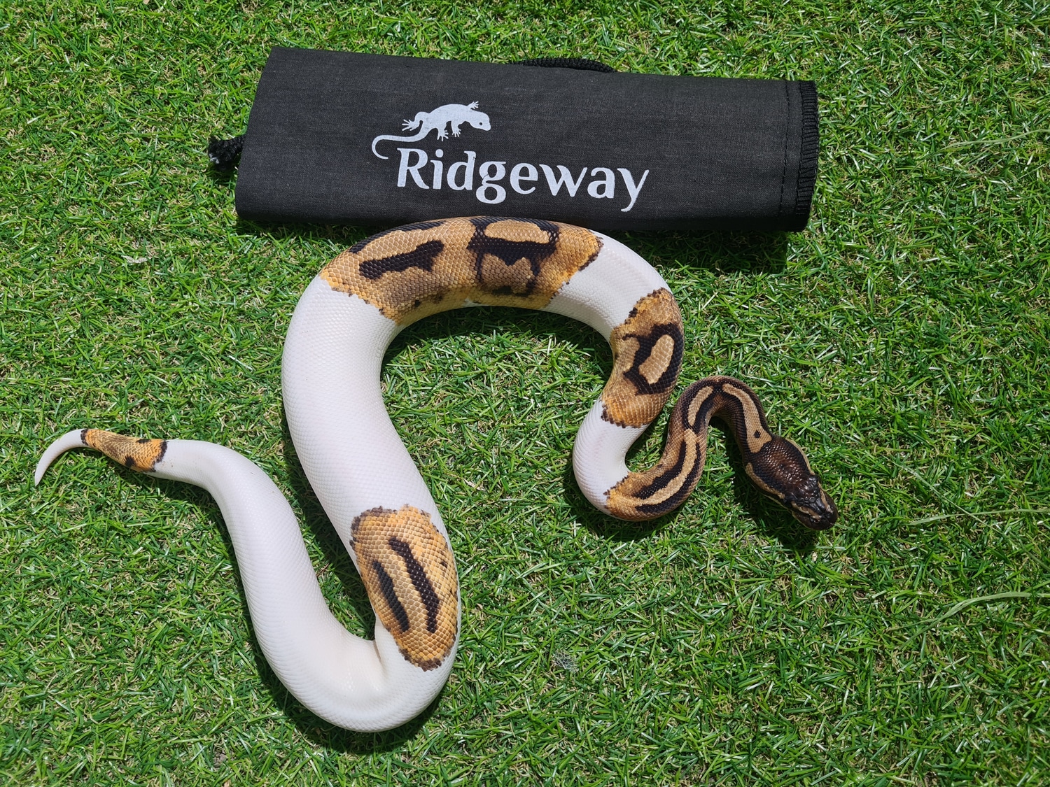 Pied Het TSK Axanthic Ball Python by Ridgeway Exotics - MorphMarket