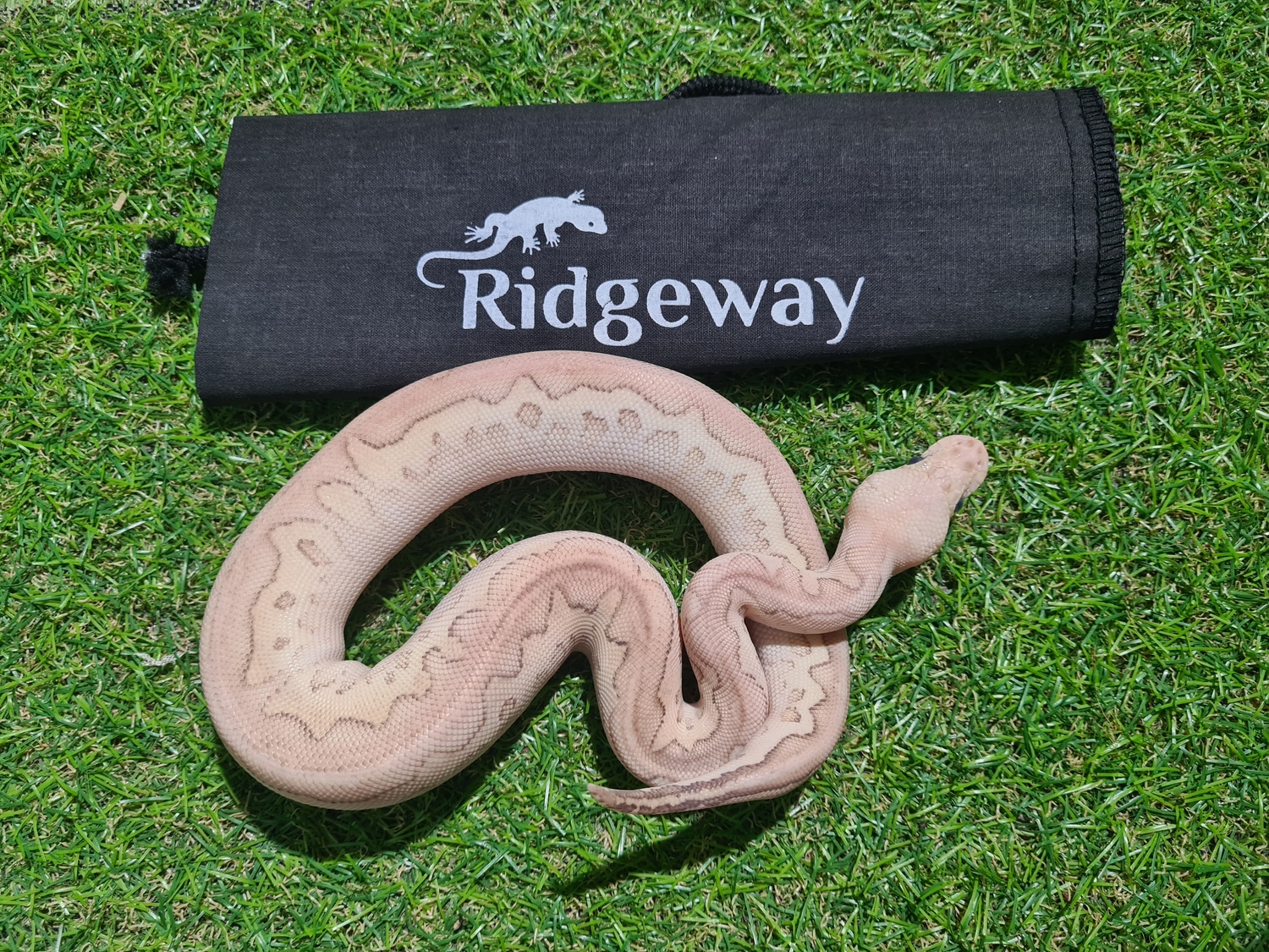 Pastel Lesser Clown Ball Python by Ridgeway Exotics - MorphMarket