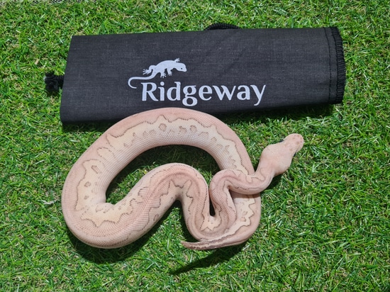 Pastel Lesser Clown Ball Python by Ridgeway Exotics