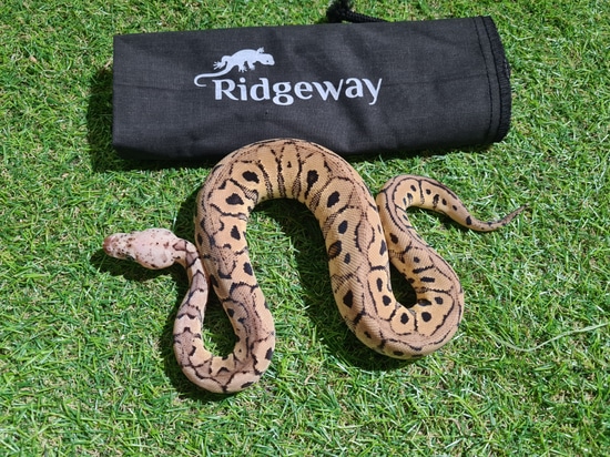 Pastel Spotnose Clown Ball Python by Ridgeway Exotics