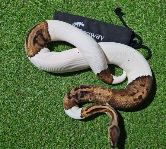 Fire Pied Ball Python by Ridgeway Exotics