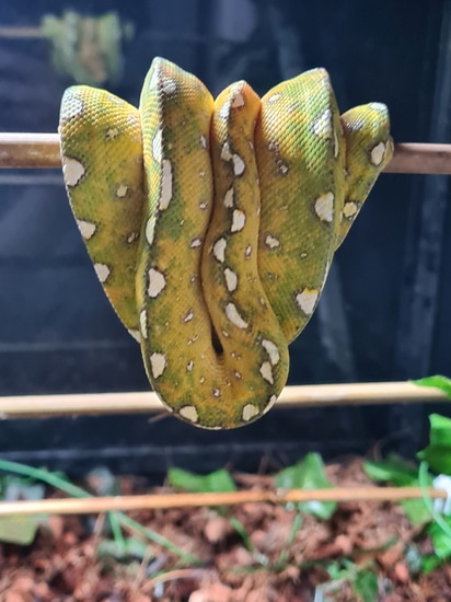Biak Green Tree Python by Ridgeway Exotics