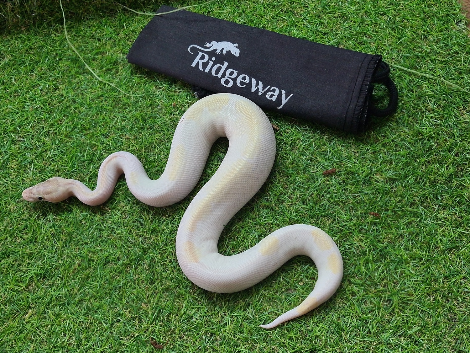Highway Pied Ball Python by Ridgeway Exotics - MorphMarket