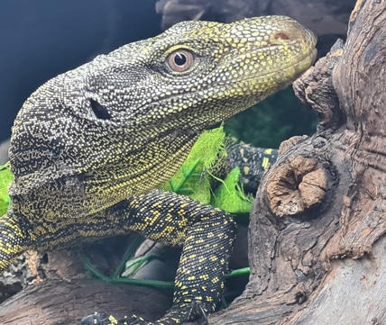 Ridgeway Exotics - MorphMarket