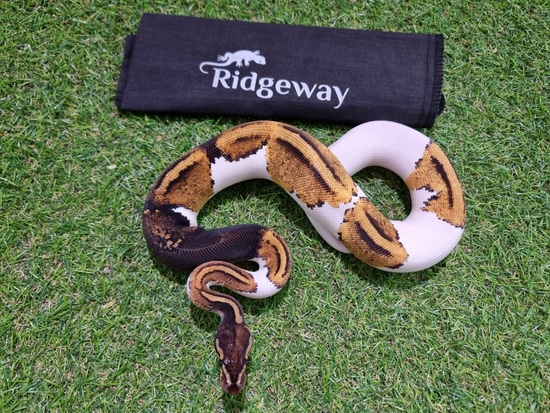 Paradox Pumpkin Pied Ball Python by Ridgeway Exotics